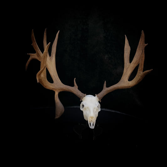Baby Booners | Mule Deer